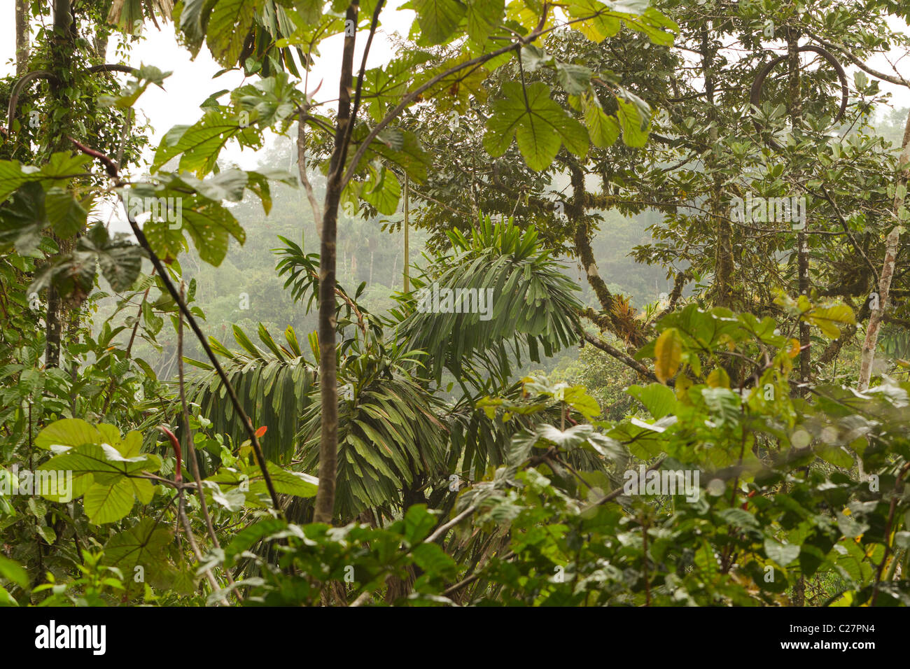 Dense Vegetation In Ecuadorian Basin Of Amazon River Stock Photo - Alamy