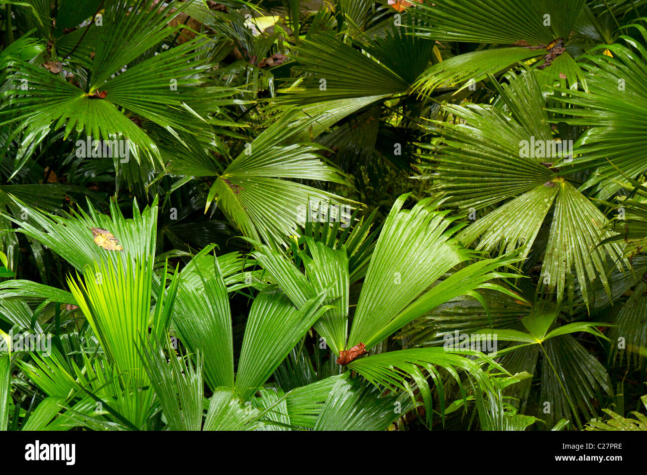 Dense Vegetation In Amazon Basin South America Stock Photo - Alamy