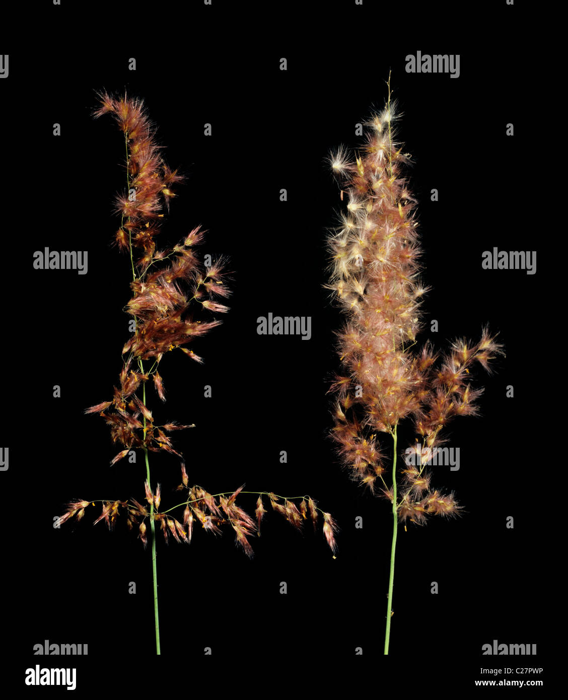 Natal red top rhynchelytrum repens hi-res stock photography and images ...