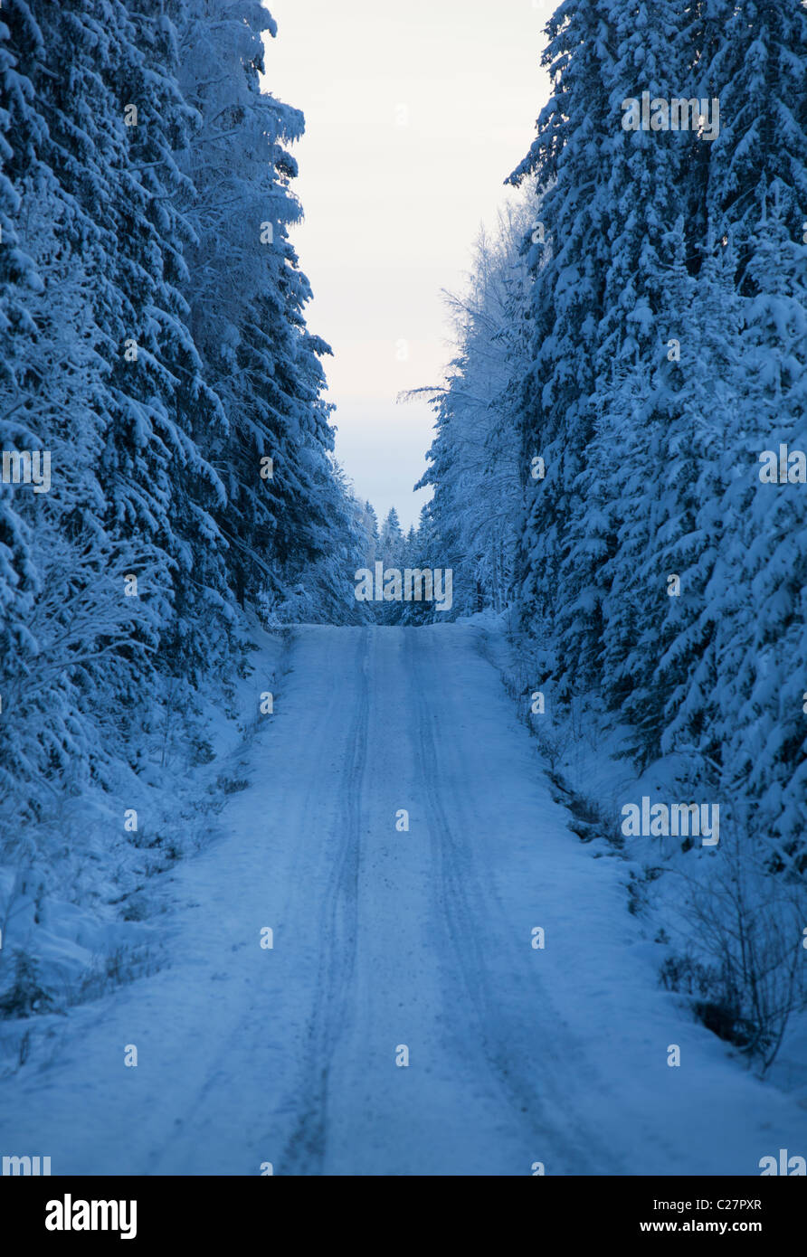 Empty taiga forest logging road at midwinter , Finland Stock Photo - Alamy