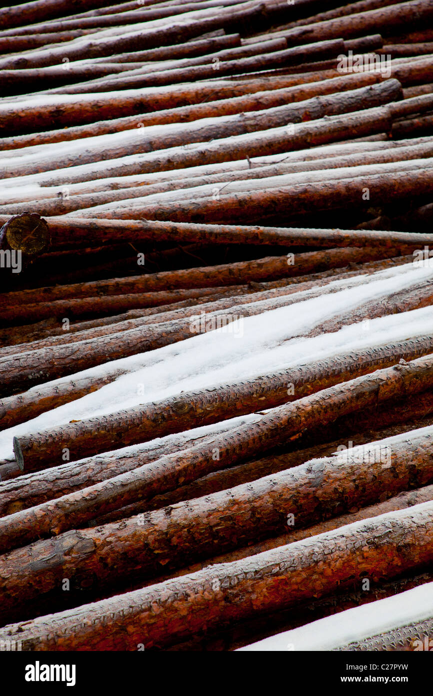 Pine ( pinus sylvestris ) log pile , Finland Stock Photo - Alamy