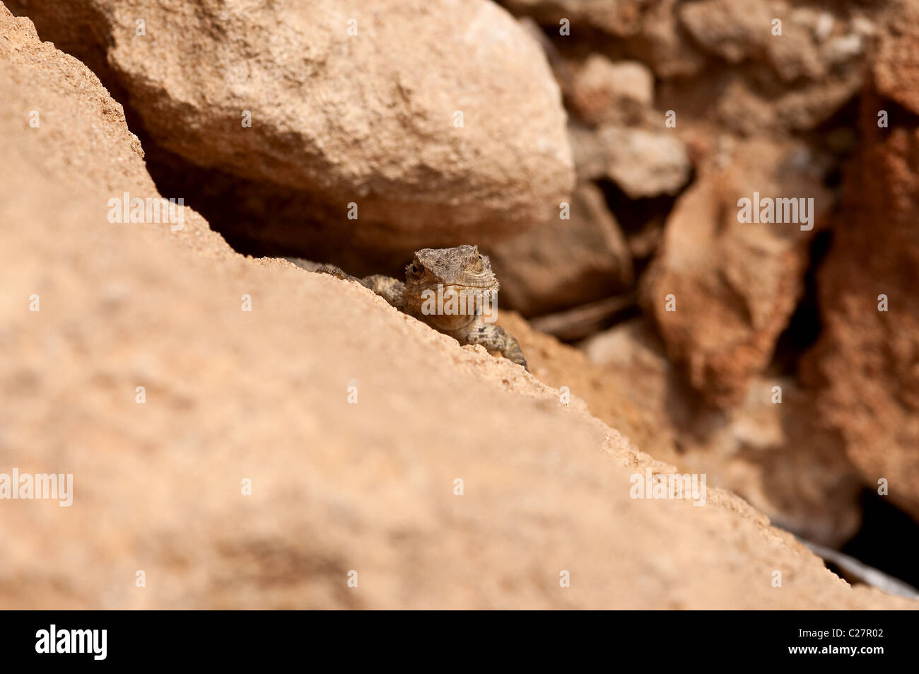 Spring Tailed Agama Lizard on rocks in Paphos Cyprus Stock Photo - Alamy