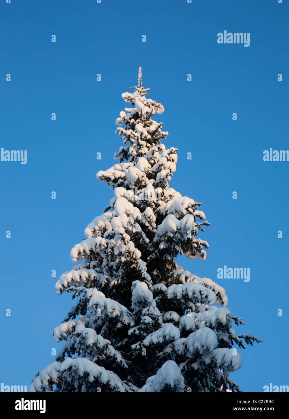 Snowy spruce treetop ( picea abies ) at Winter , Finland Stock Photo ...