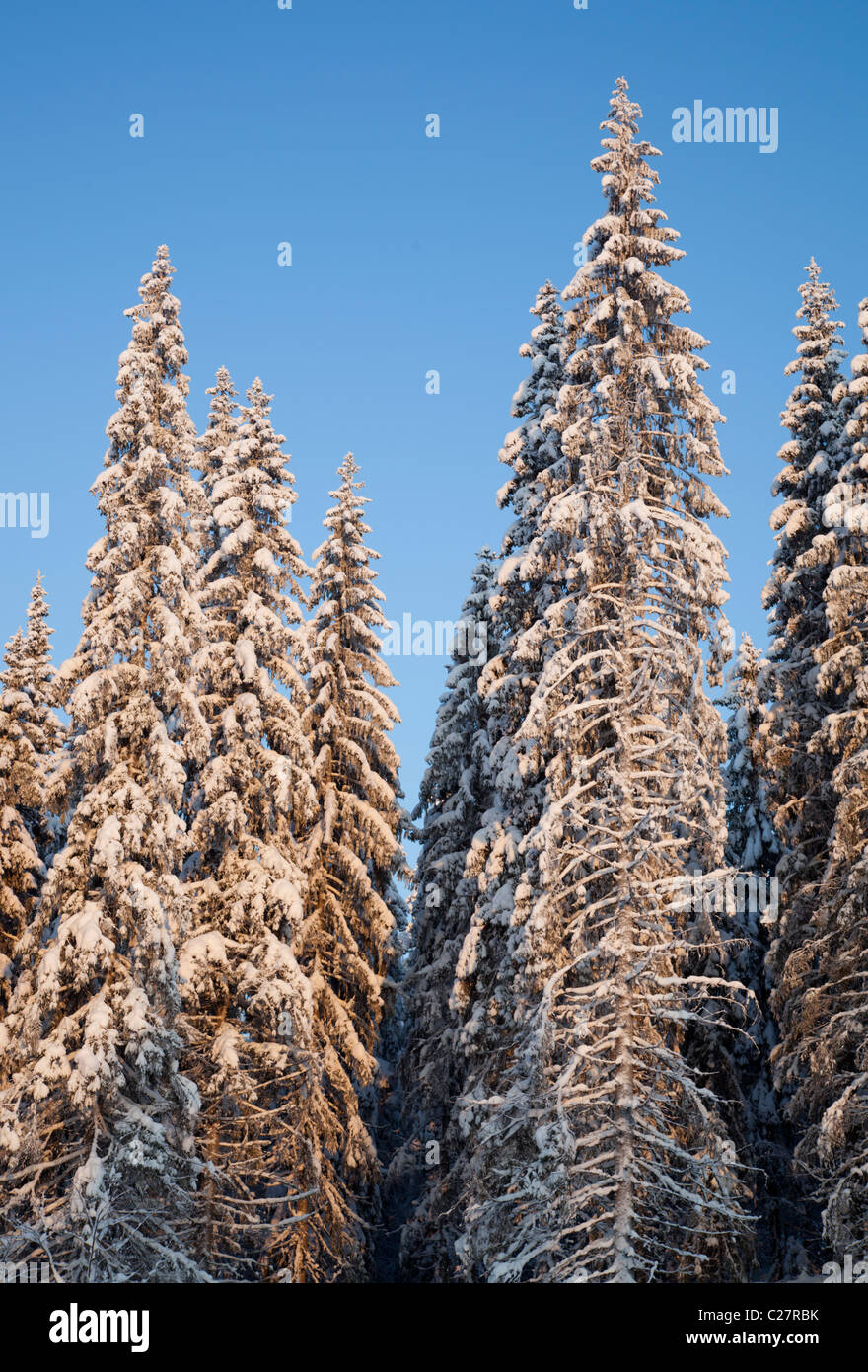 Norway spruce treetops hi-res stock photography and images - Alamy