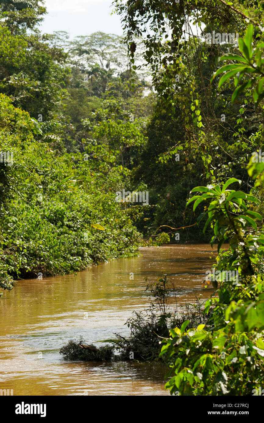 Dense Vegetation In Ecuadorian Basin Of Amazon River Stock Photo - Alamy