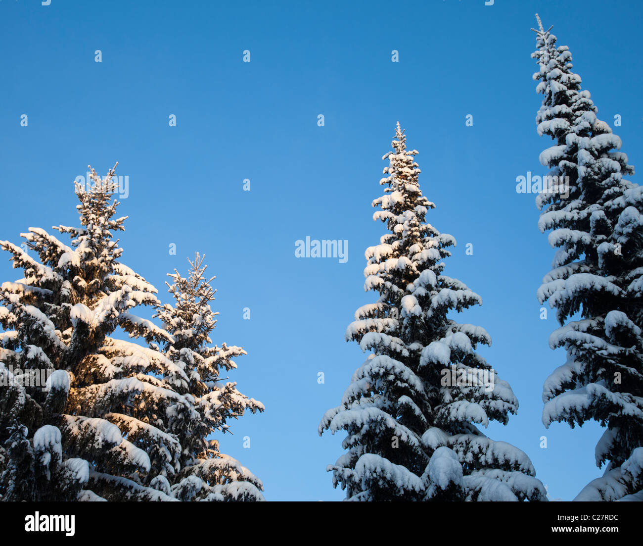 Spruce ( picea abies ) treetops at Winter , Finland Stock Photo - Alamy