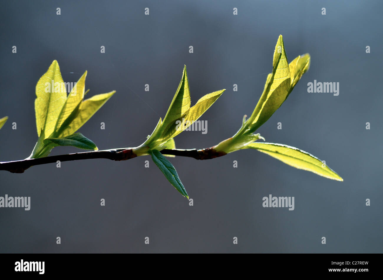 New leafs hi-res stock photography and images - Alamy