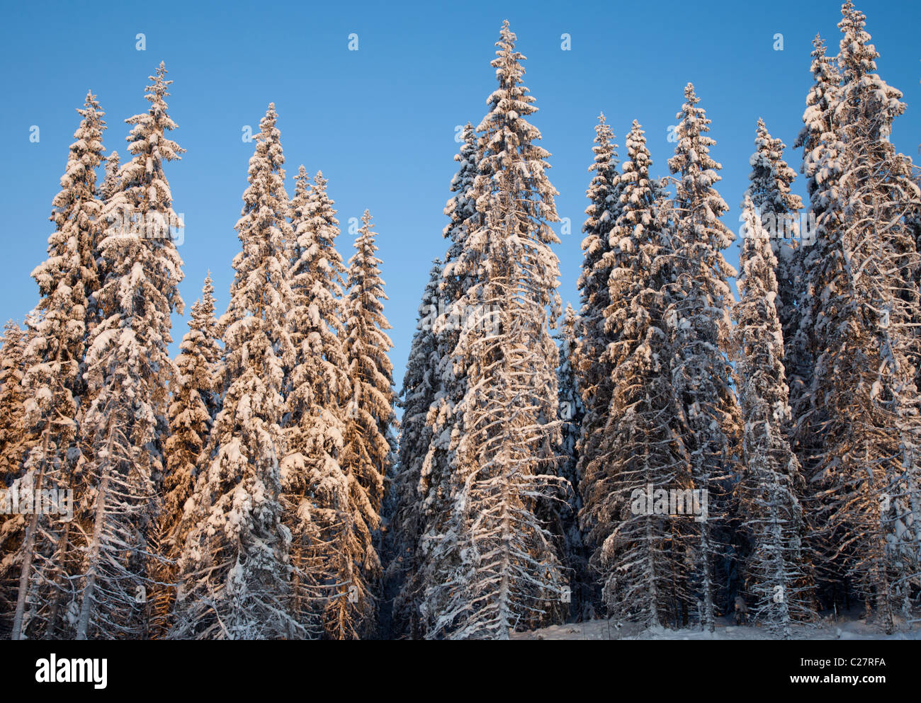 Spruce ( picea abies ) taiga forest at Winter , Finland Stock Photo - Alamy