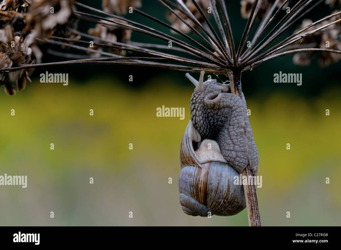 Wild carrots hi-res stock photography and images - Alamy