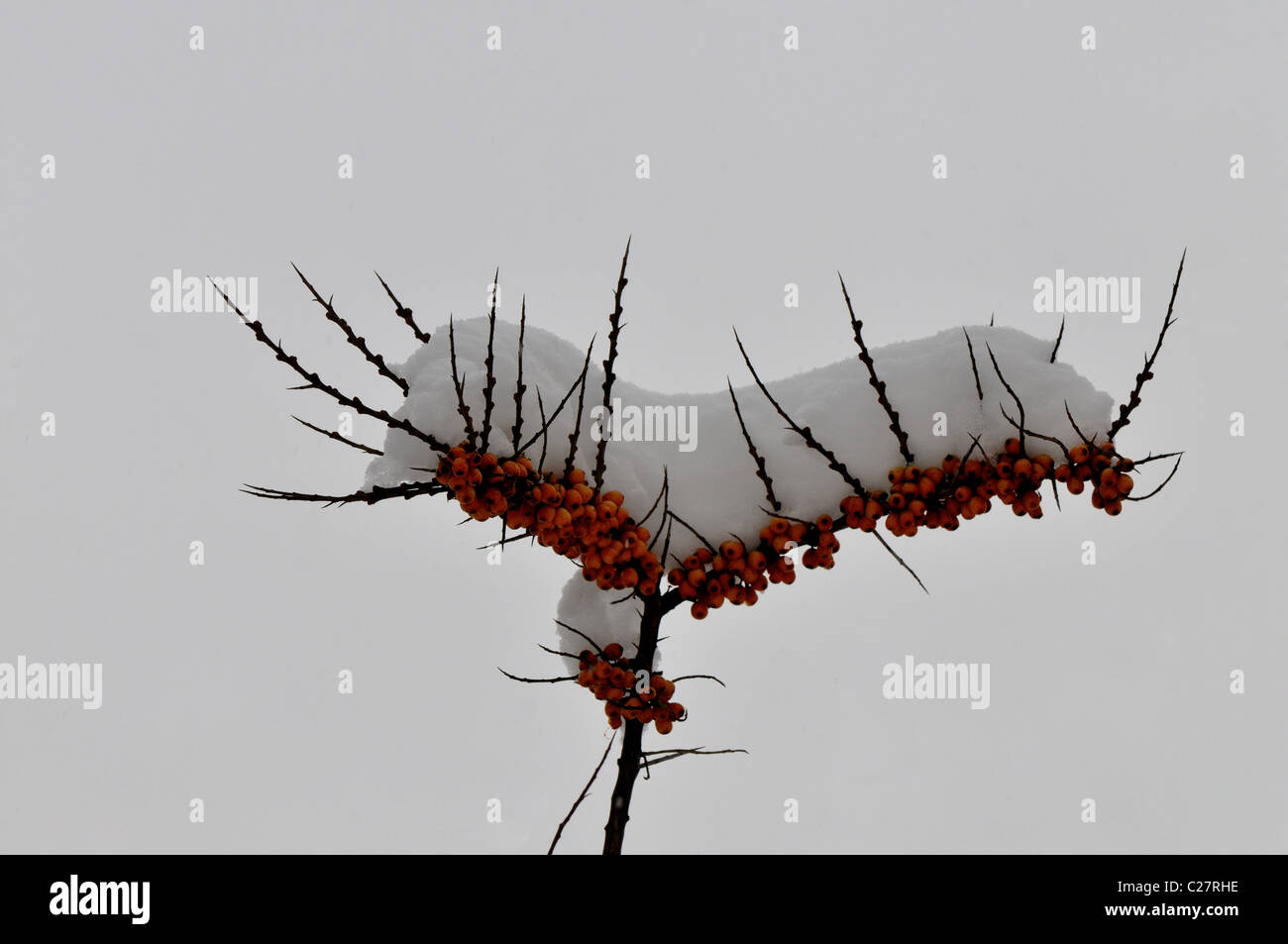 Winter snow caterpillar with fruits Stock Photo - Alamy