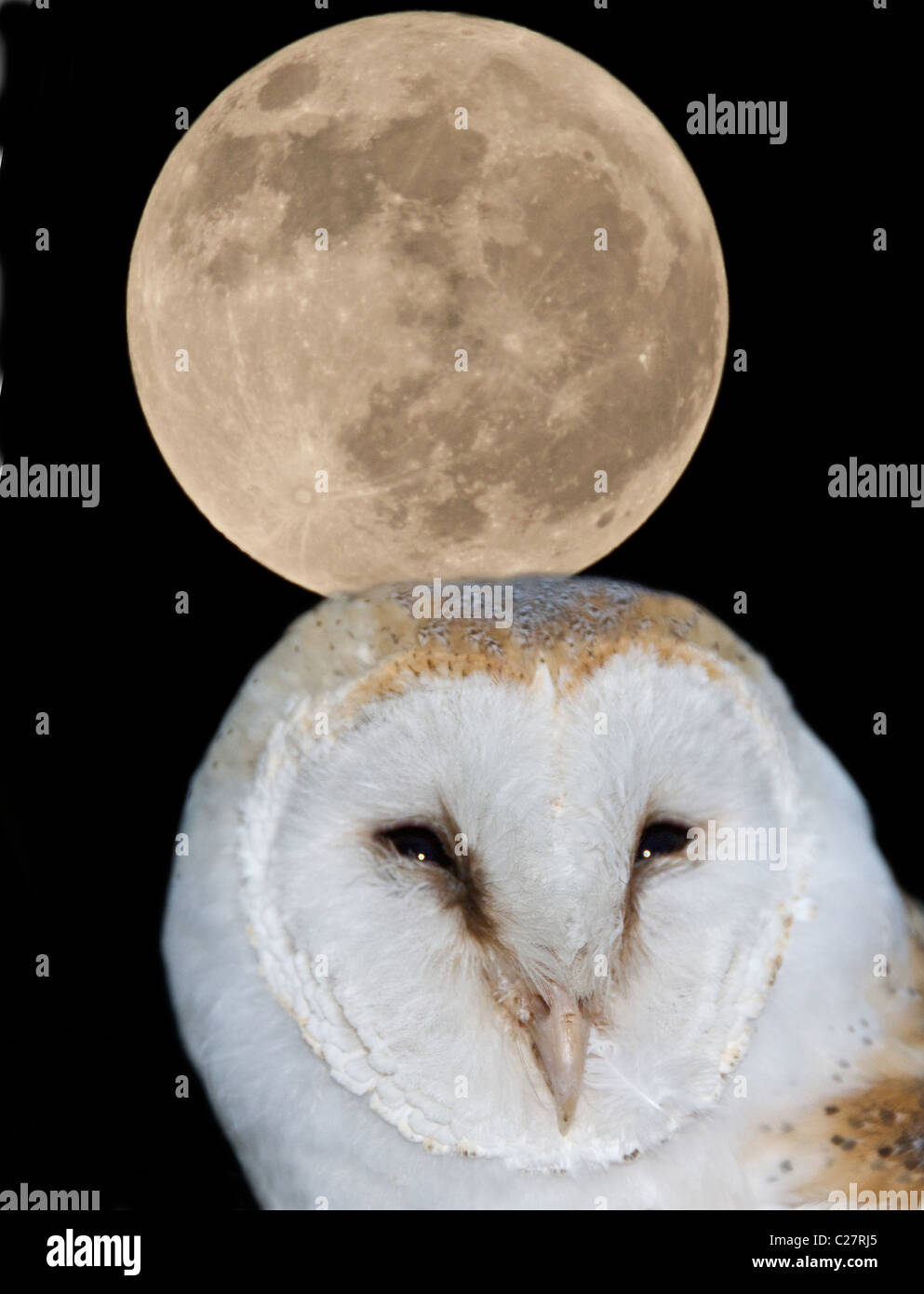 Owl with moon hi-res stock photography and images - Alamy