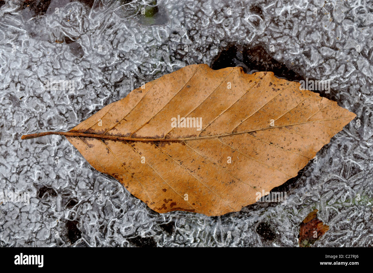 Autumn leaf on frozen ice Stock Photo - Alamy