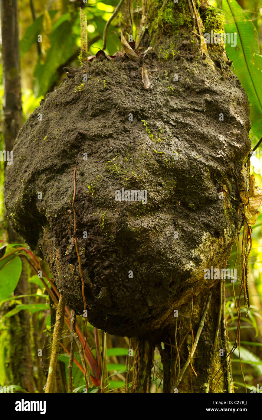Amazon termite nest hi-res stock photography and images - Alamy