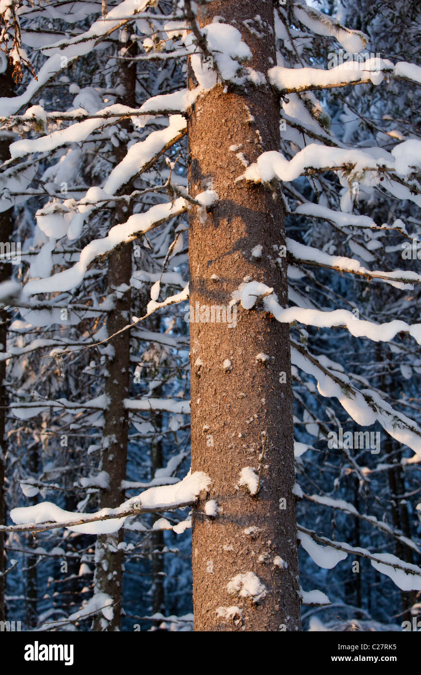 Spruce ( picea abies ) tree trunk at Winter , Finland Stock Photo - Alamy