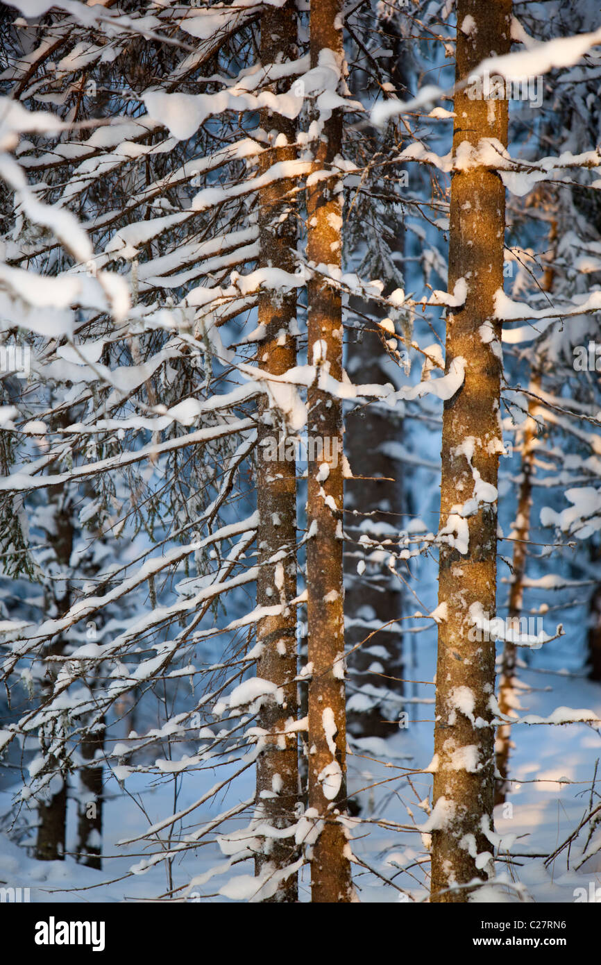 Young spruce ( picea abies ) tree trunks in taiga forest at Winter , Finland Stock Photo - Alamy