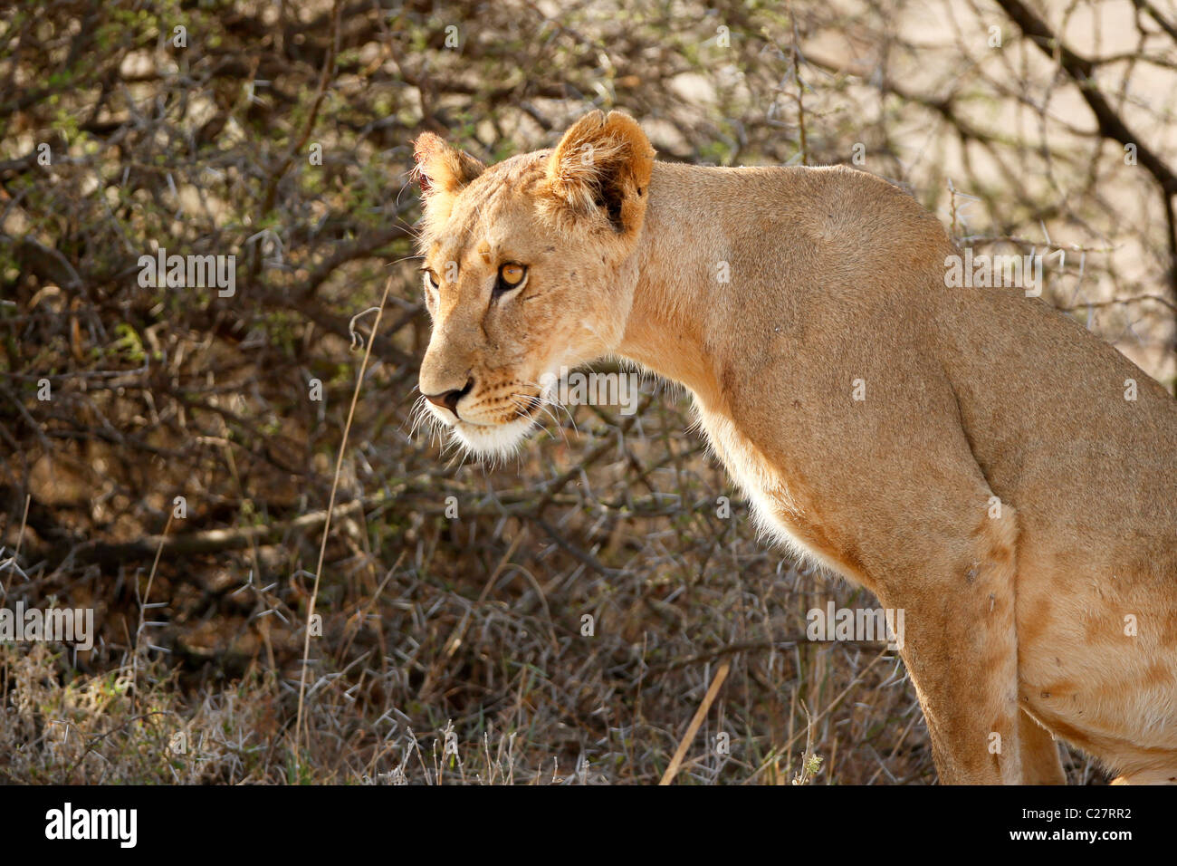 Female lion sitting hi-res stock photography and images - Alamy