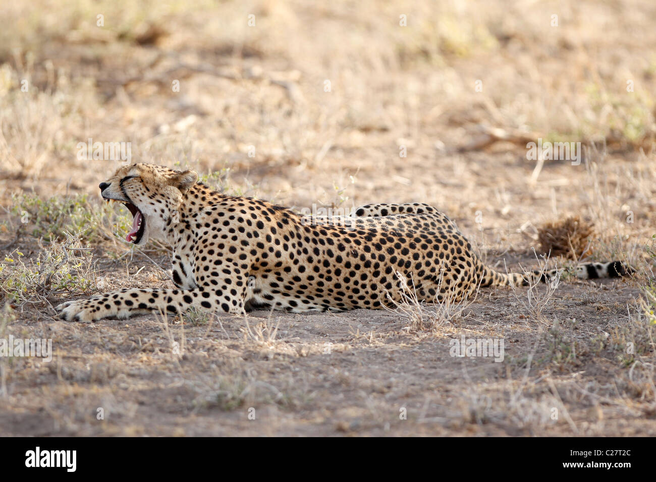 Cheetah yawning hi-res stock photography and images - Alamy