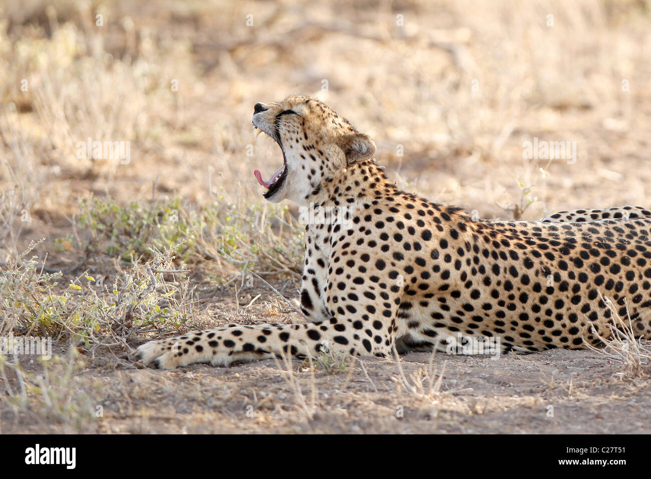 Cheetah yawning hi-res stock photography and images - Alamy