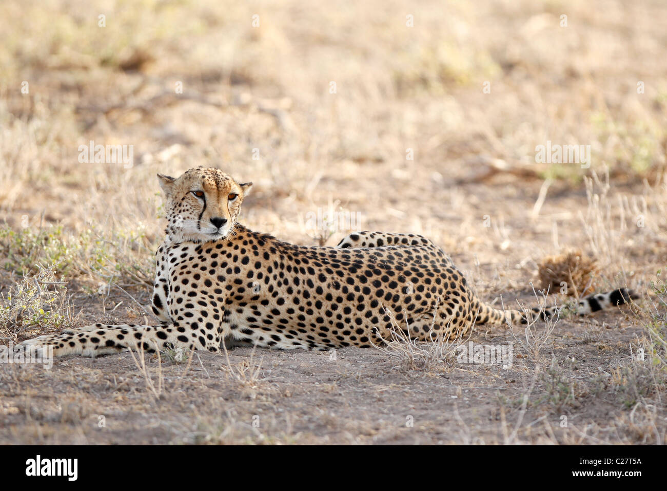Cheetah rests in shade hi-res stock photography and images - Alamy