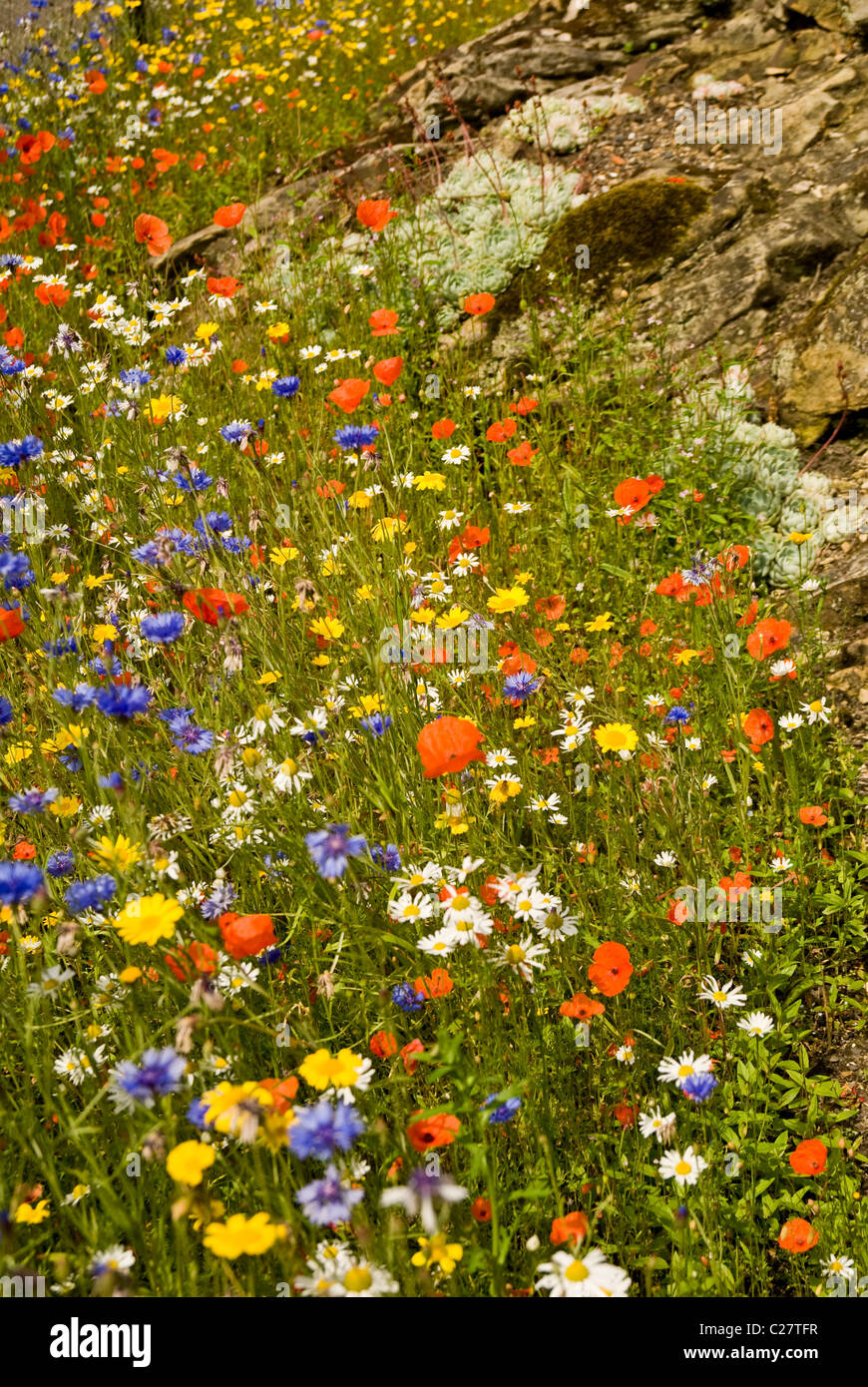 Wild Flower Meadow Stock Photo - Alamy