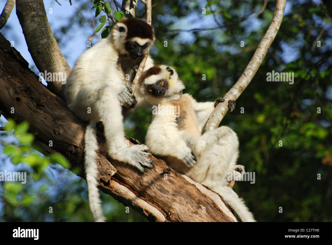 Verreaux’s sifakas hi-res stock photography and images - Alamy