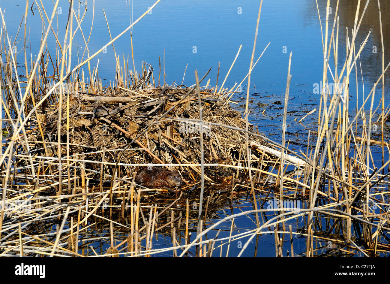 Muskrat den hi-res stock photography and images - Alamy