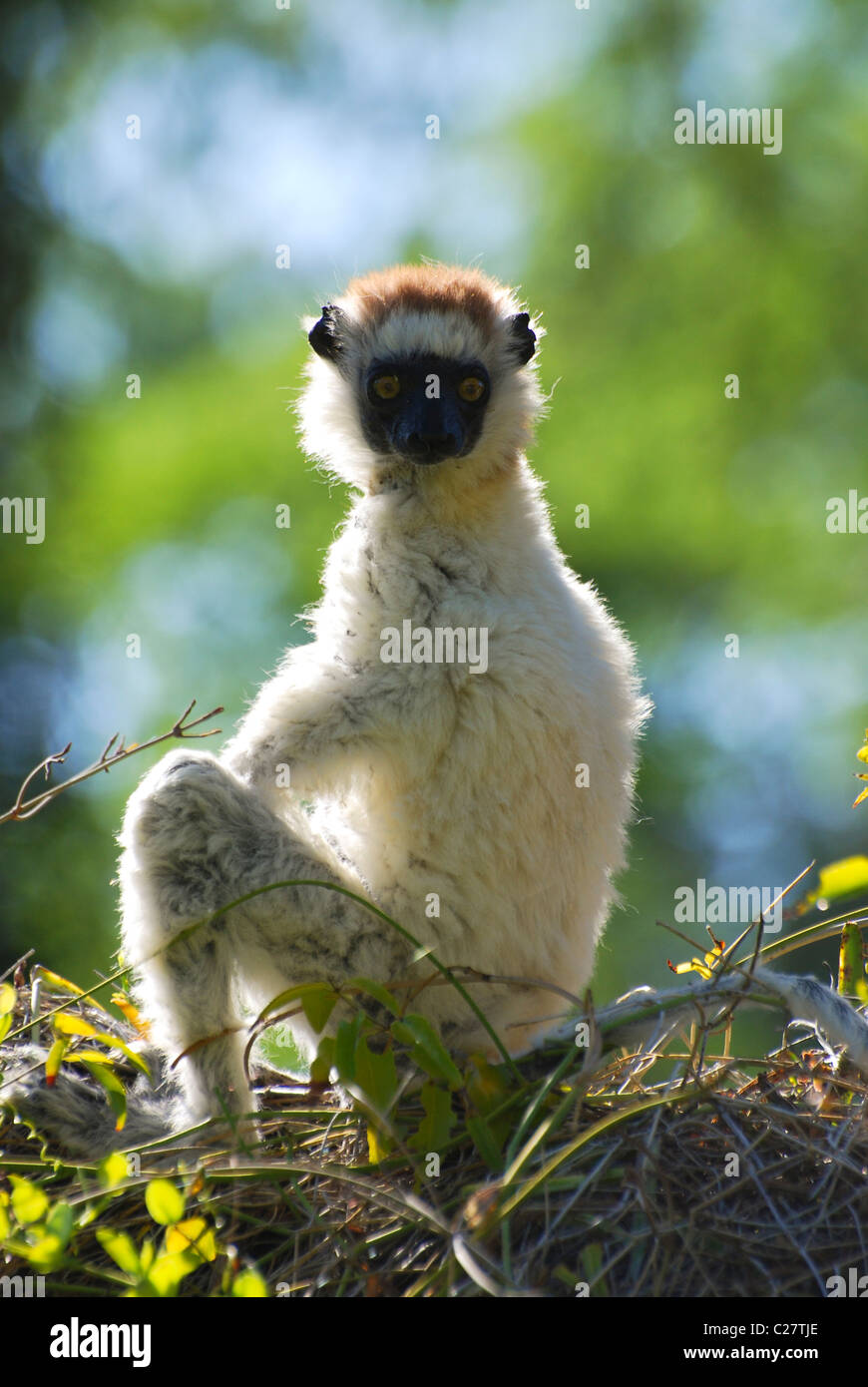 A Sifaka lemur in Madagascar Stock Photo - Alamy