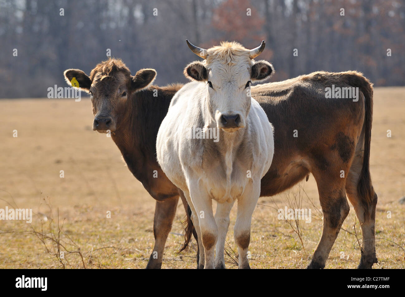 Cow staring at the camera hi-res stock photography and images - Alamy