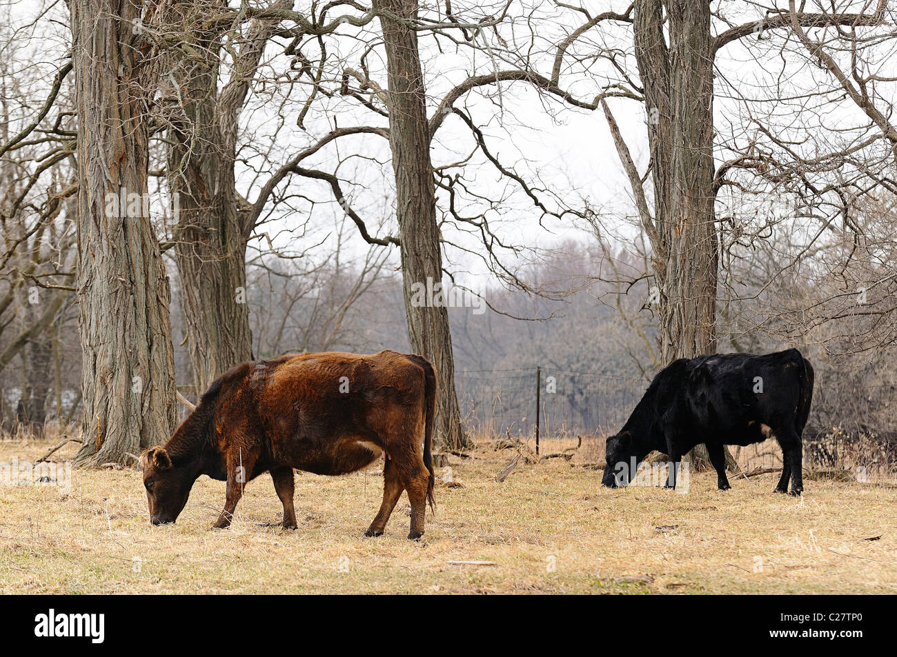 Two cows eating grass hi-res stock photography and images - Alamy