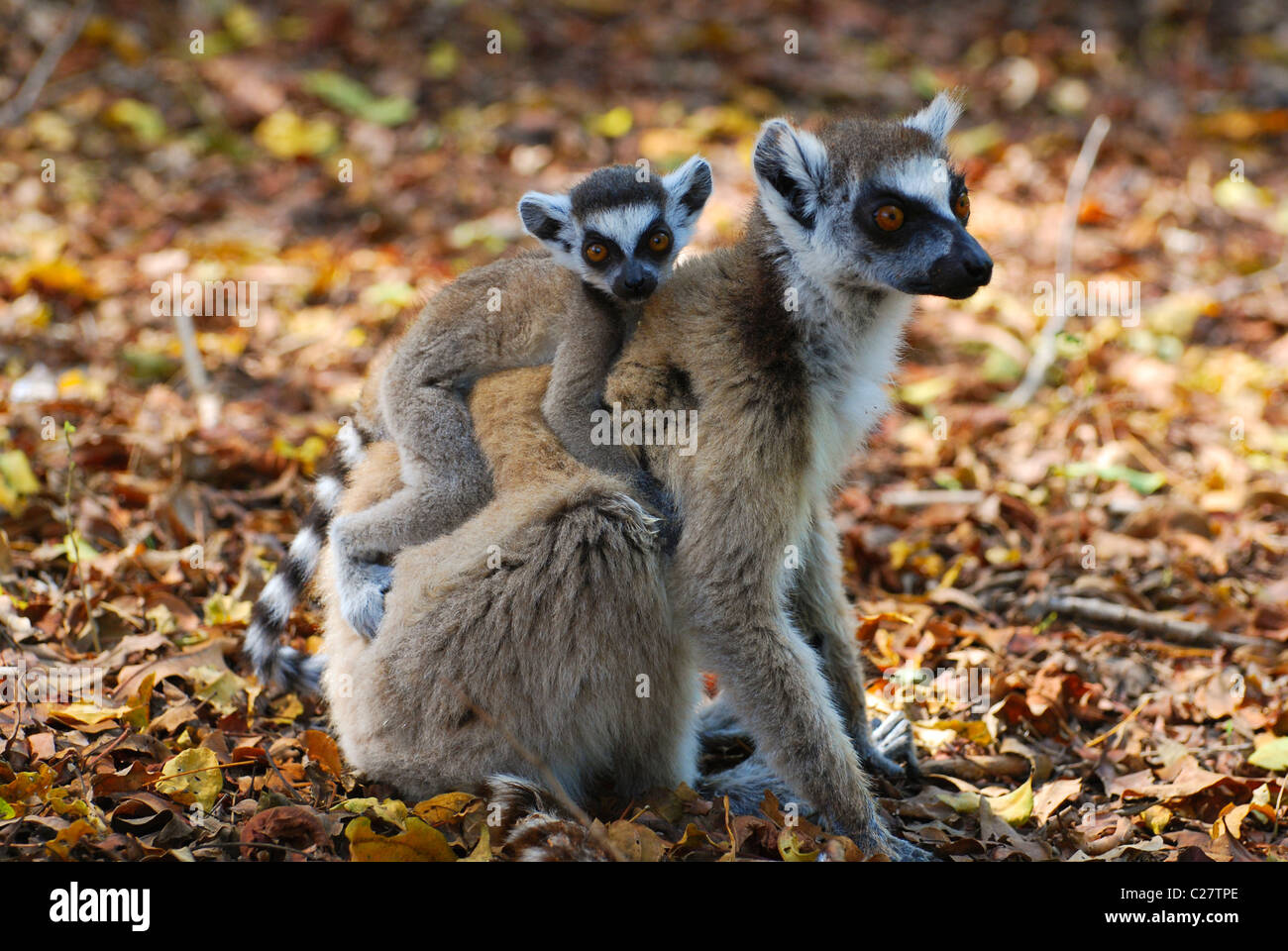 A mother and baby Ring-tailed lemur Stock Photo - Alamy