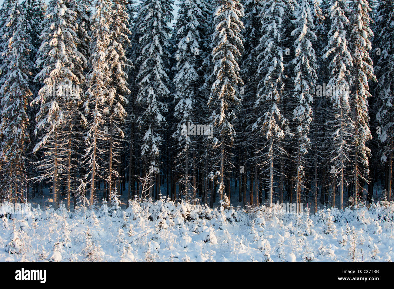Snowy spruce taiga forest ( picea abies ) edge at Winter , Finland Stock Photo - Alamy