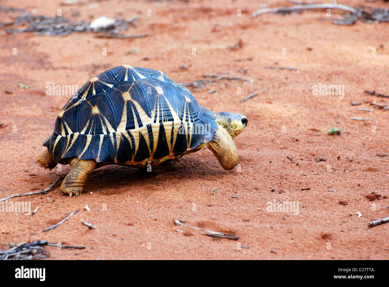 A Radiated tortoise in Madagascar Stock Photo - Alamy
