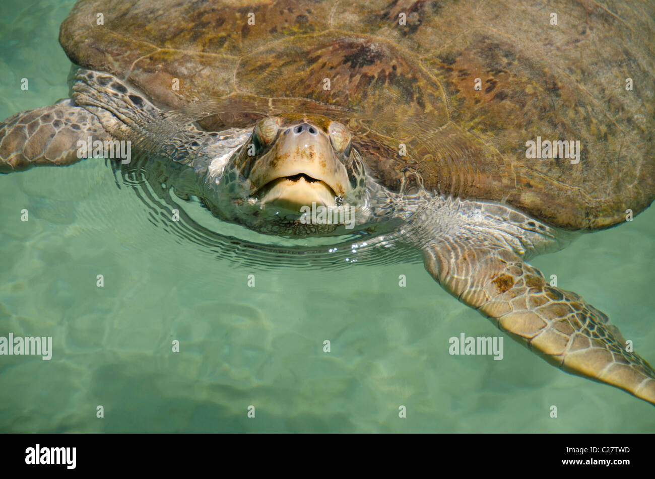Mexico, Quintana Roo, Playa del Carmen. Green sea turtle aka White sea ...