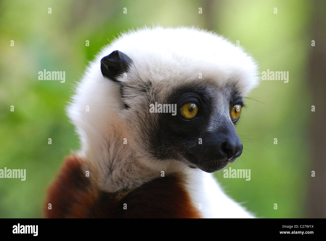 The face of a Sifaka in Madagascar Stock Photo - Alamy