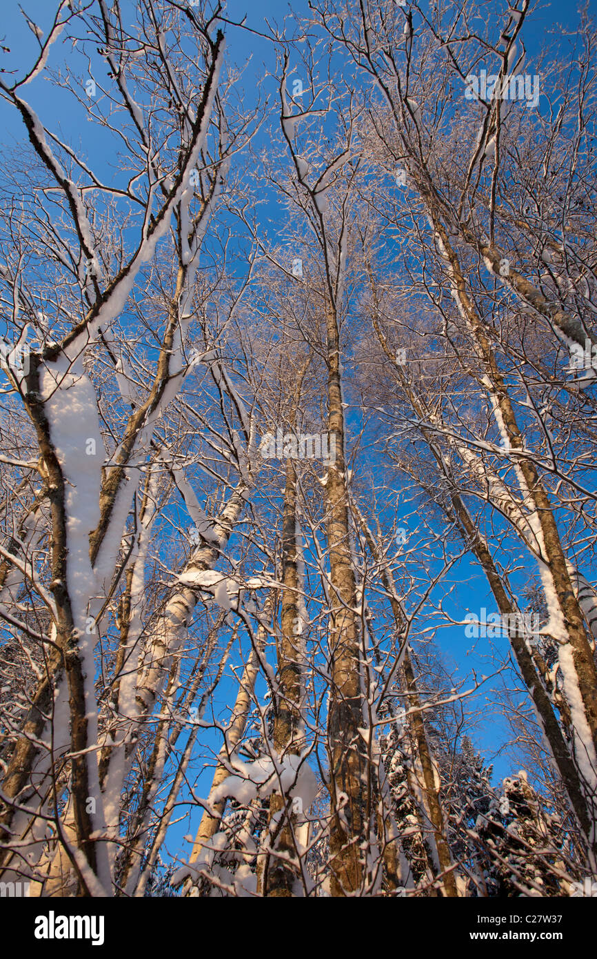 Alder Tree Branches Stock Photos & Alder Tree Branches Stock Images - Alamy