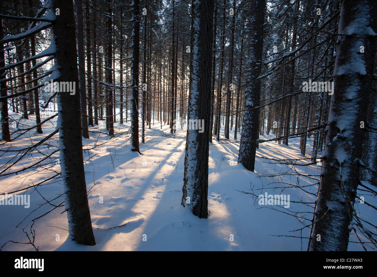 Snowy spruce ( picea abies ) taiga forest at Winter , Finland Stock Photo - Alamy
