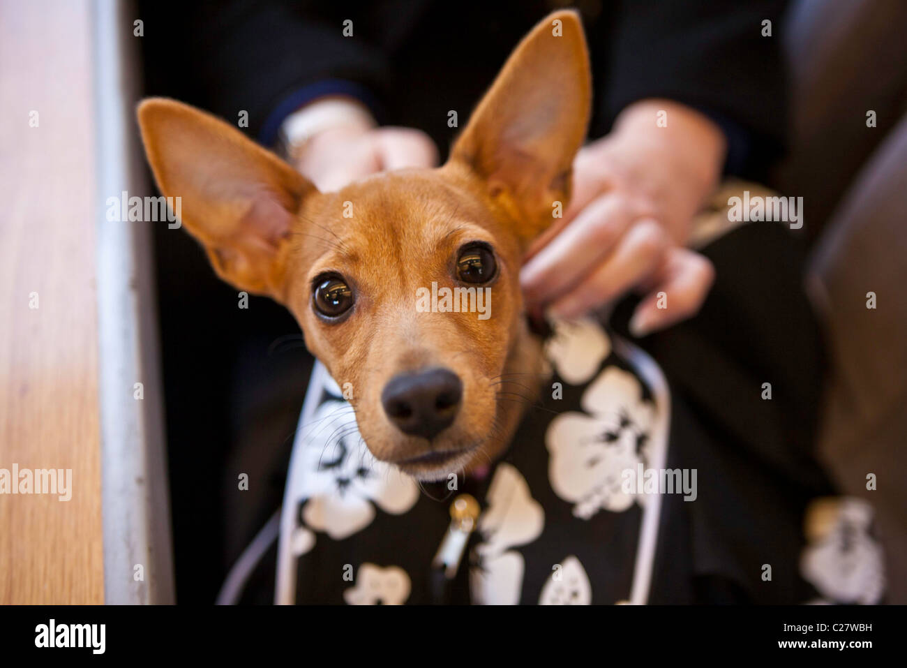 Straight ears hi-res stock photography and images - Alamy