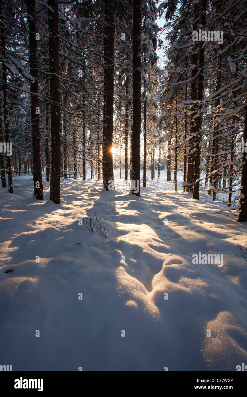 Snowy spruce ( picea abies taiga forest at Winter , Finland Stock Photo - Alamy