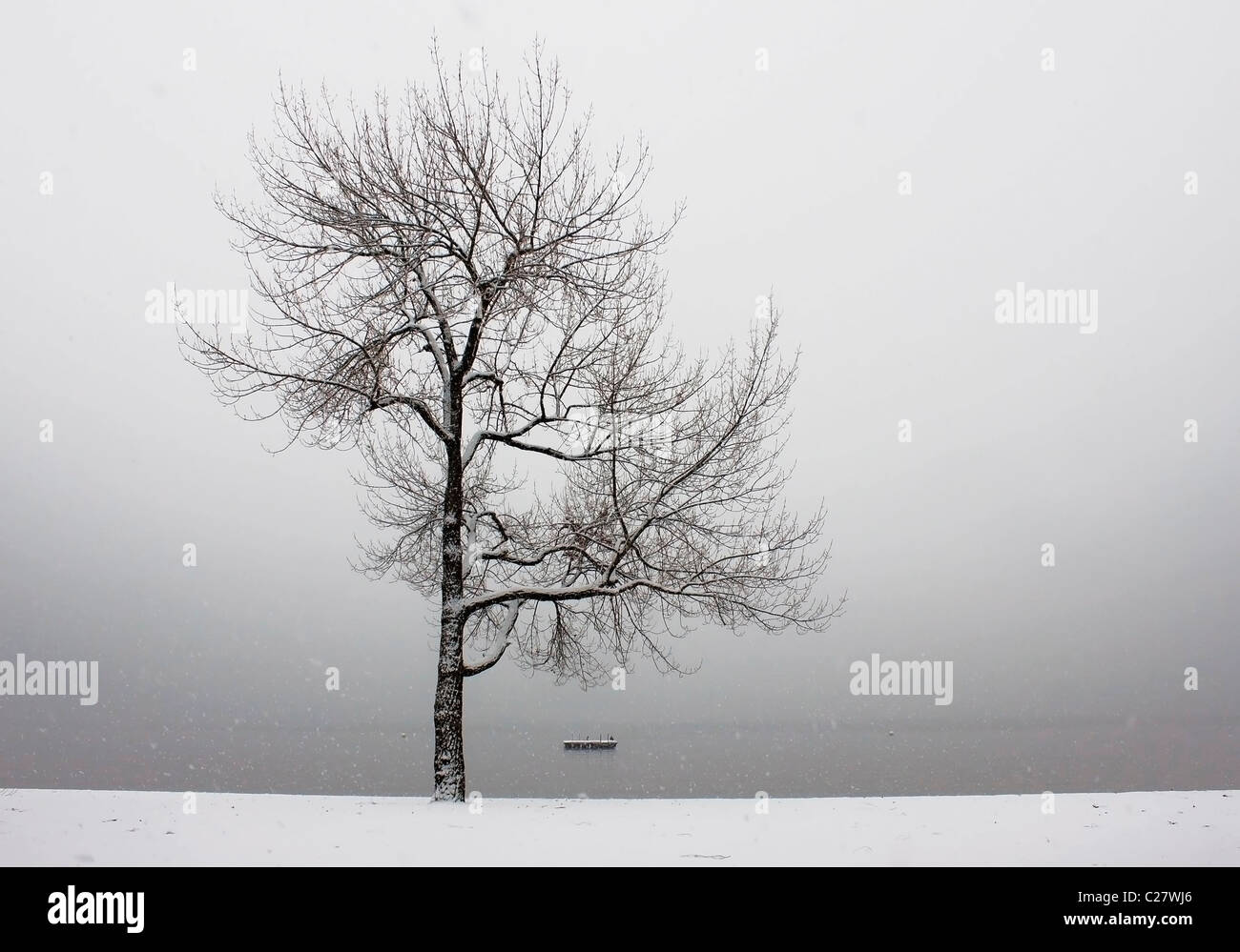 the winter tree Stock Photo - Alamy