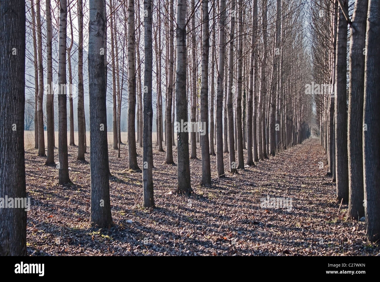 Alignment tree hi-res stock photography and images - Alamy