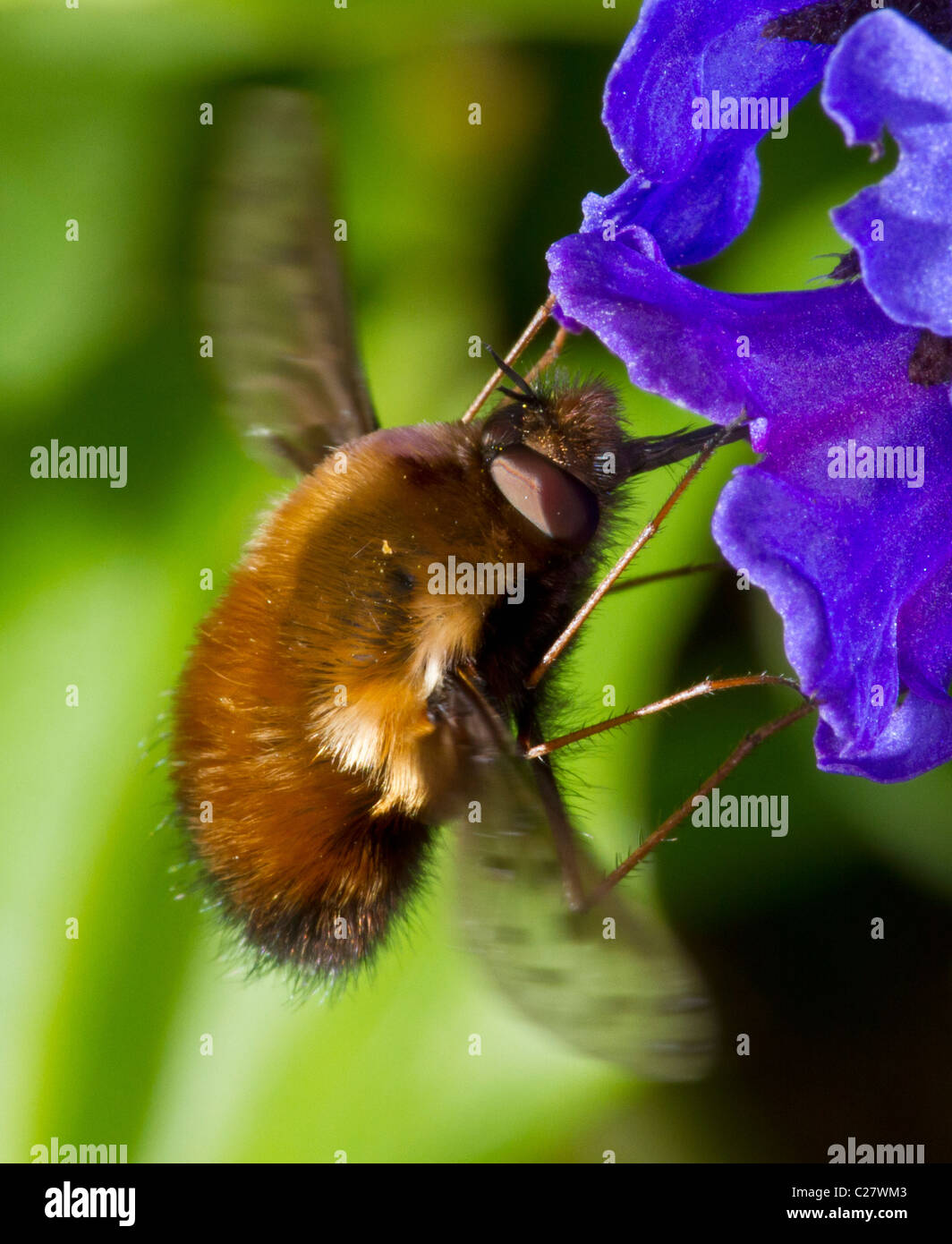 Bombyliidae family: bee-fly, probably Bombylius major, hovering and ...