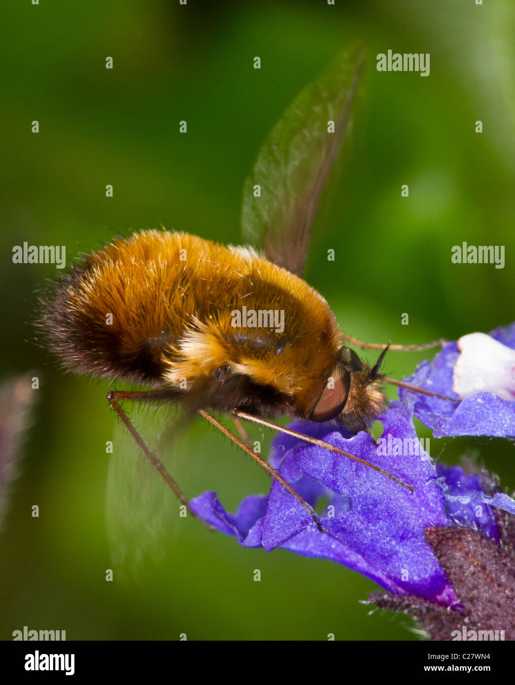 Bombyliidae family: bee-fly, probably Bombylius major, hovering and ...