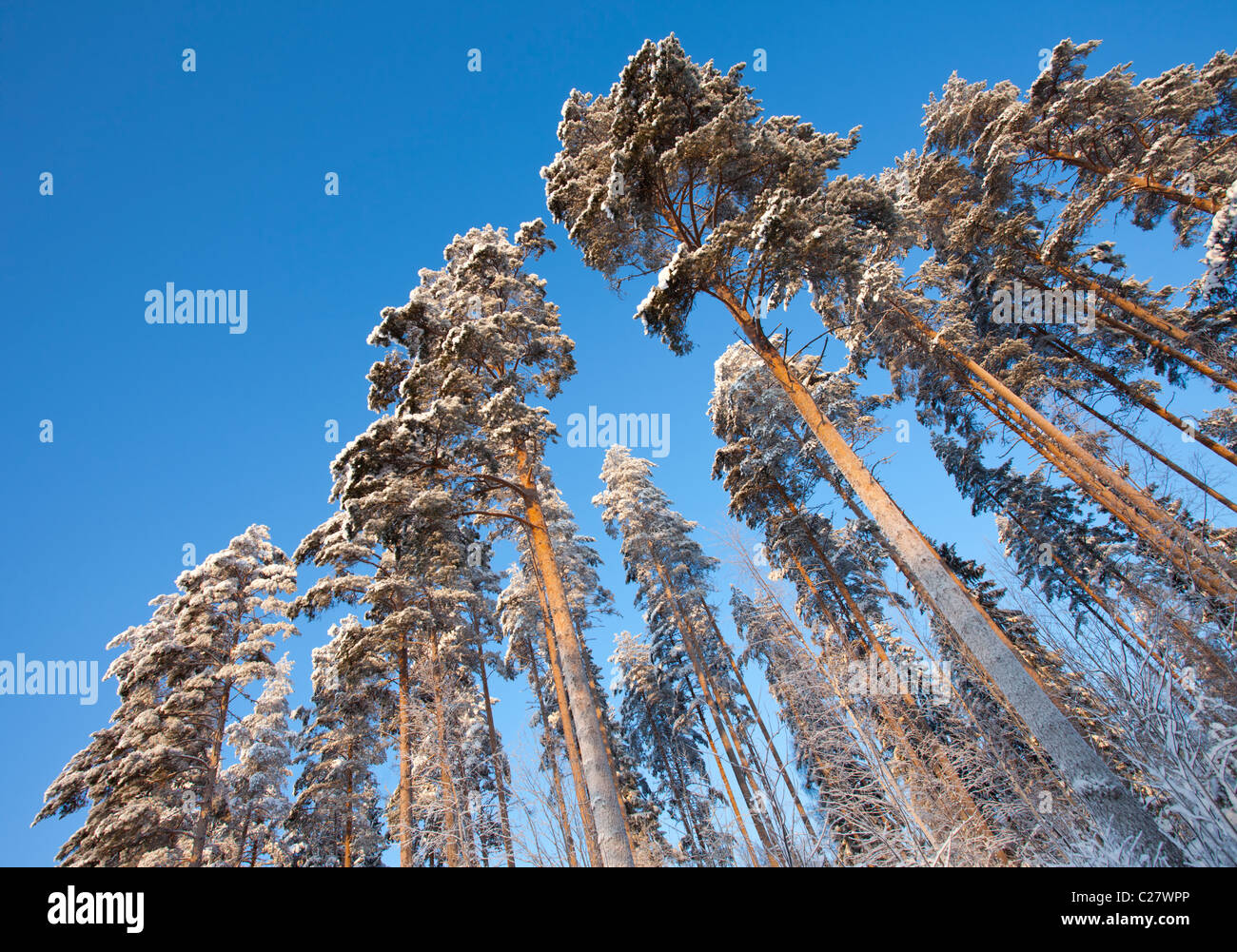 Pinus Tree High Resolution Stock Photography and Images - Alamy