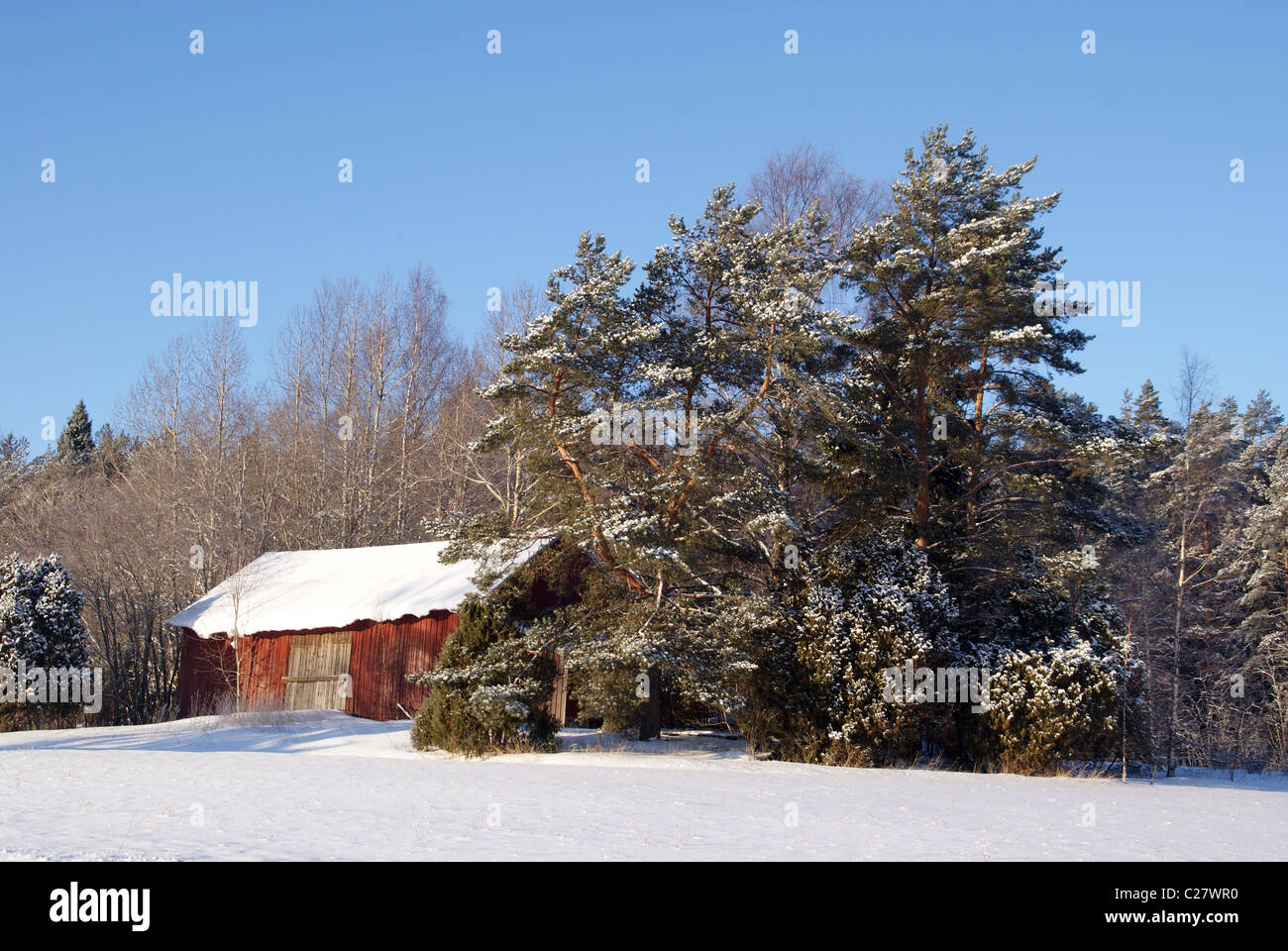 Red timber trees hi-res stock photography and images - Alamy