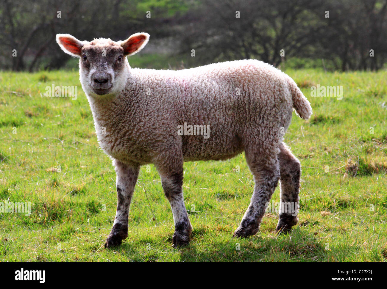 Farm animal england countryside hi-res stock photography and images - Alamy