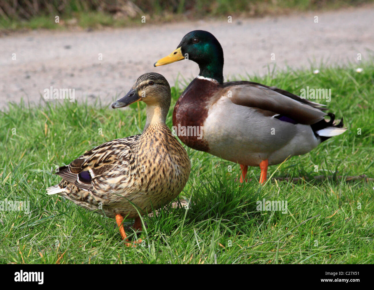 A pair of Mallard Ducks (Anas Platyrhynchos), Highley, Shropshire ...
