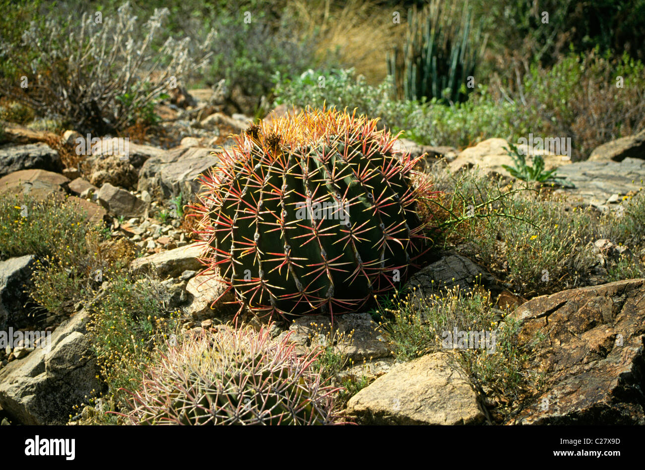 A Fishook barrel cactus in the Sonora desert of southern Arizona Stock ...