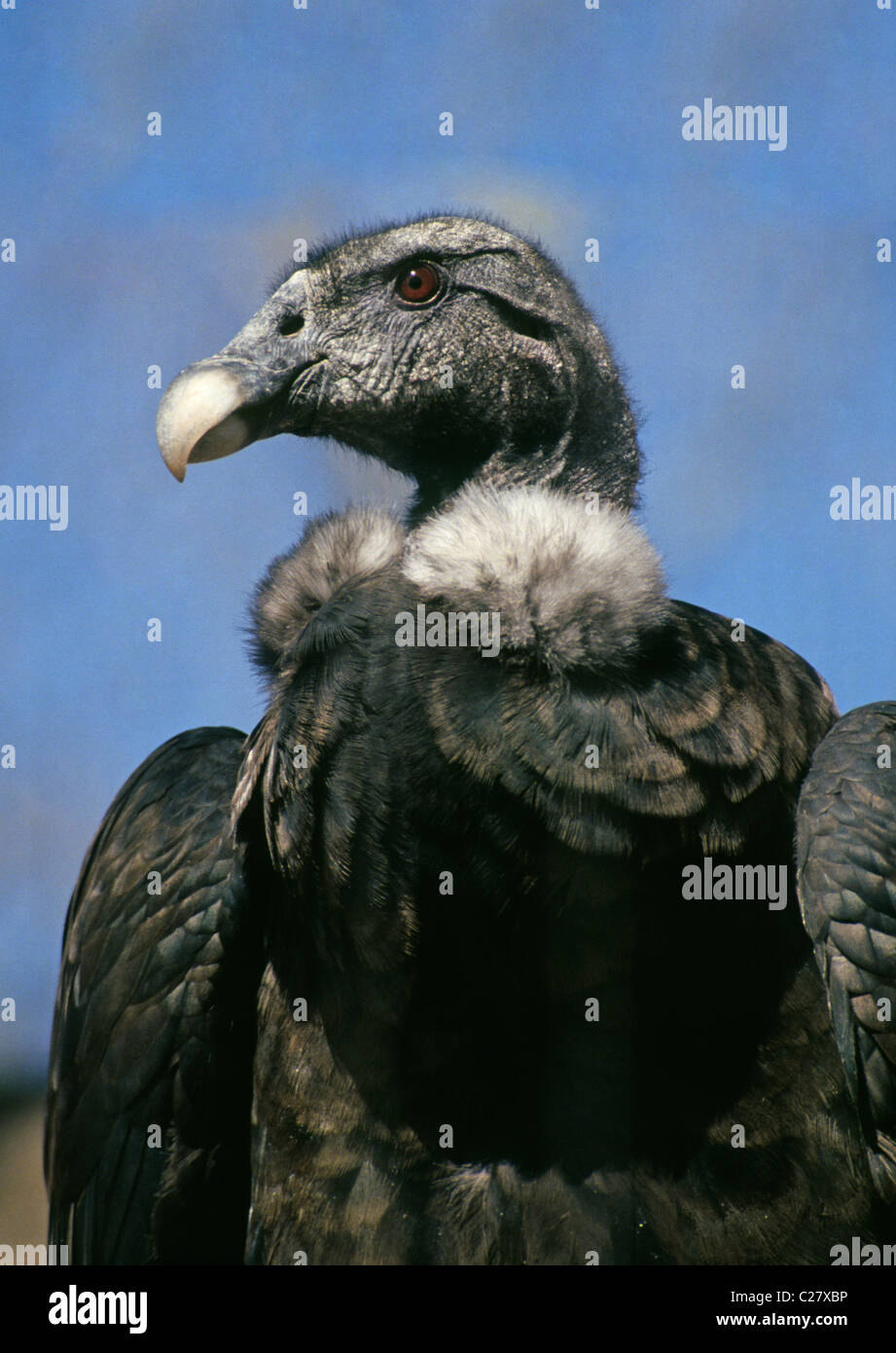 Condor feathers hi-res stock photography and images - Alamy