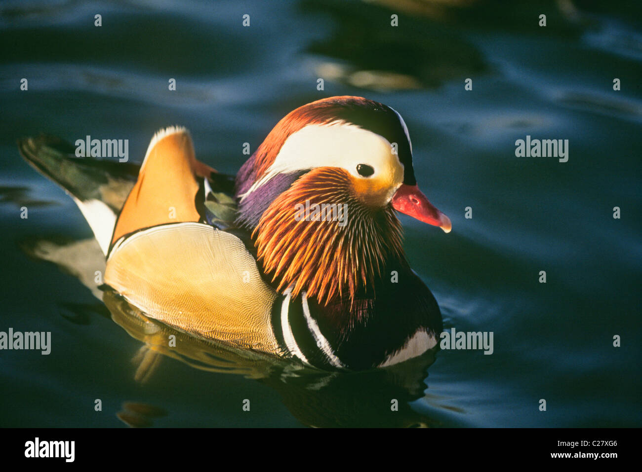 Mandarin duck on a pond Stock Photo - Alamy