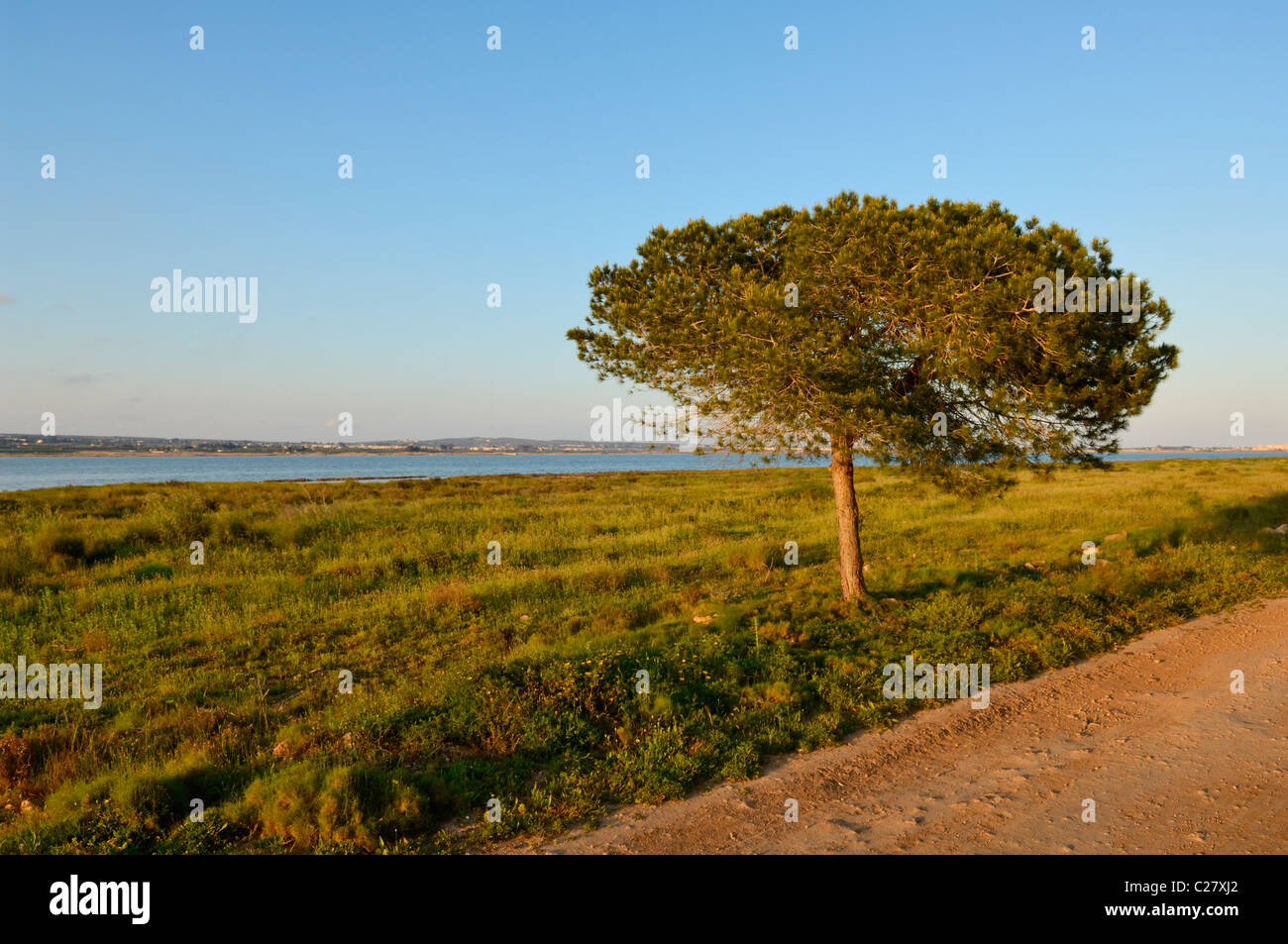 Pine tree by the the salt lake of La Mata in the La Mata Natural Park ...